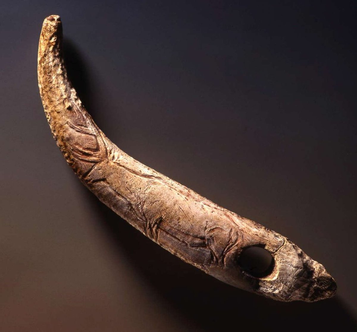Deer horn baton engraved with a stag from the very end of the last ...