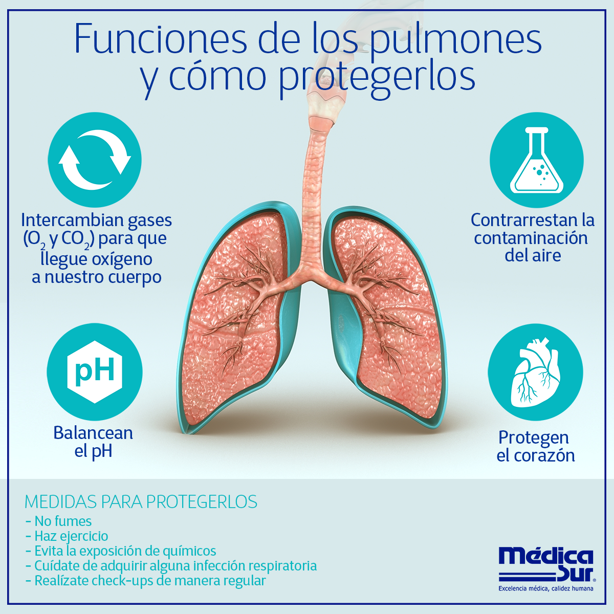 Como Funcionan Los Pulmones Youbioitcom Anatomia Medica Images Como Funcionan Los Pulmones Youbioitcom Anatomia Medica Images