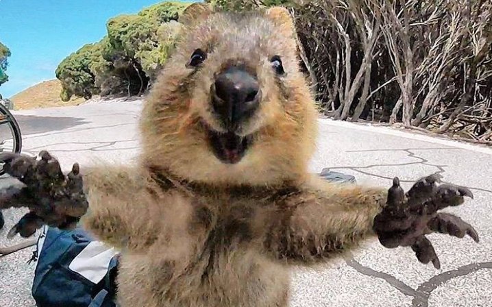 Staggering photo of quokka jumping straight at camera wows internet ...