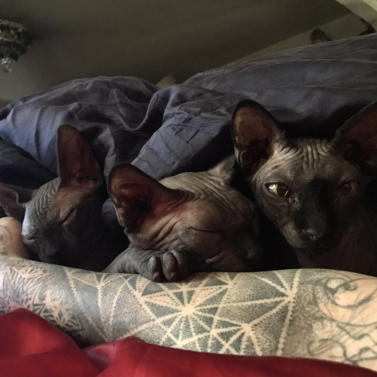 Kat Von D Hairless Baby Cat