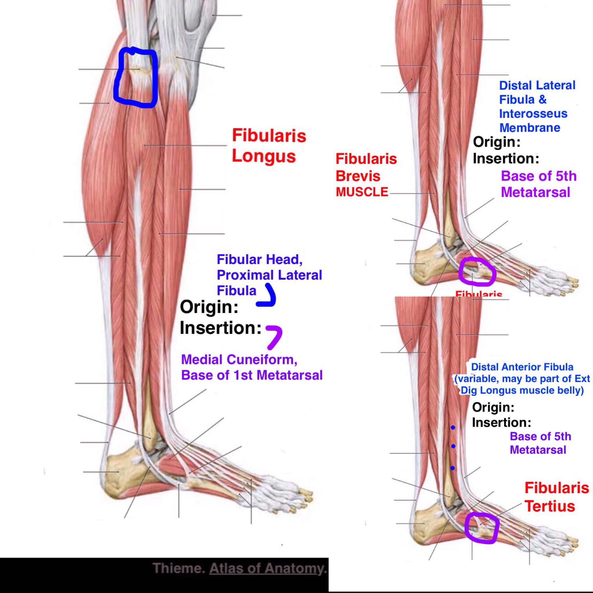 Fibularis Longus Origin And Insertion