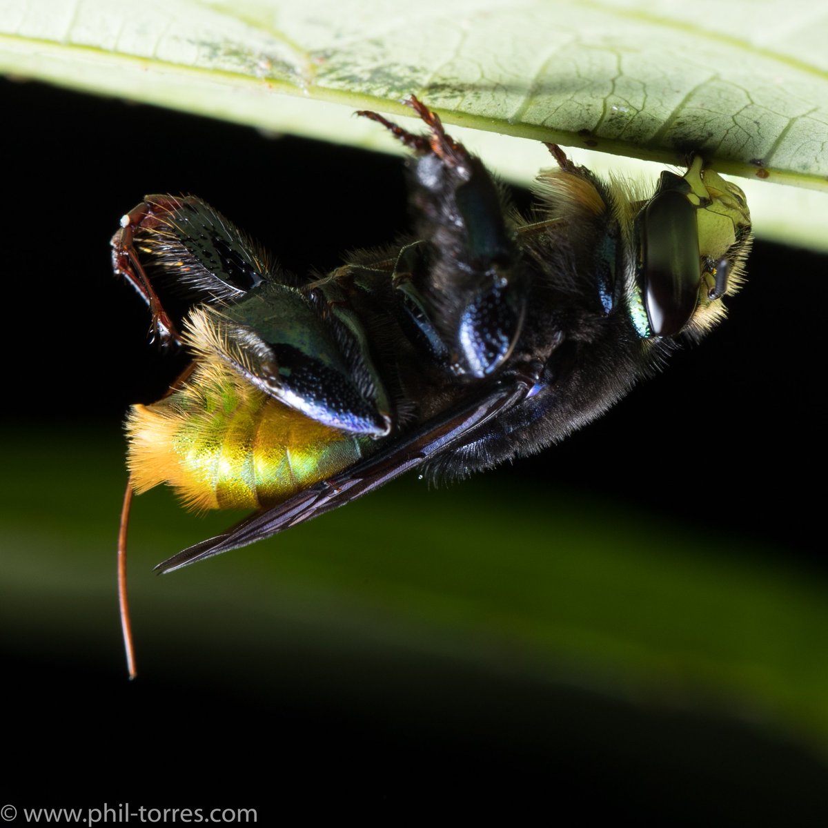 Bee from Ecuador : r/whatsthisbug