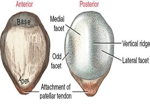 Patella Apex