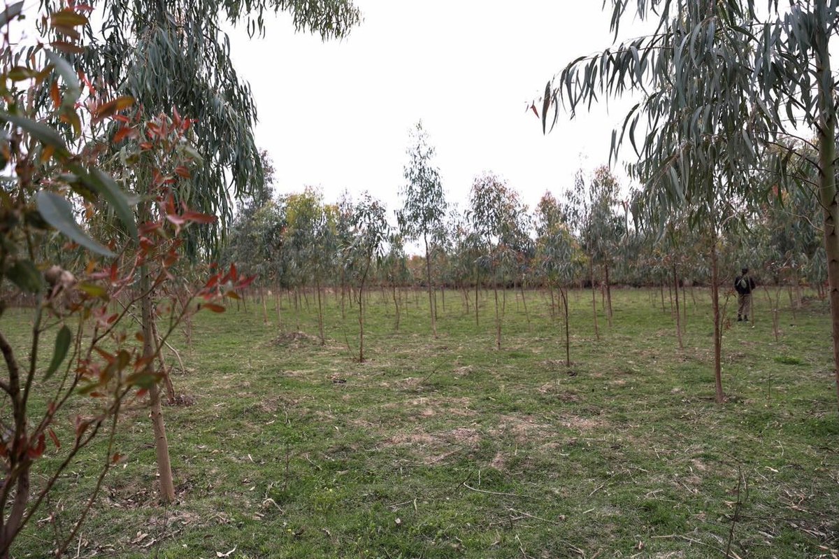 KP's 'billion tree tsunami' successfully surging towards its goal ...