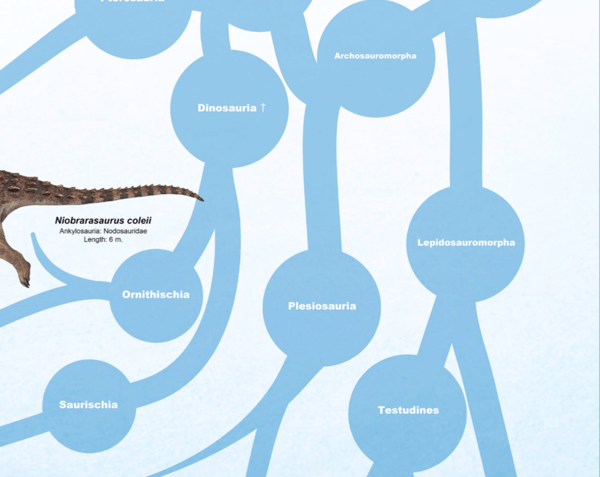 Gabriel N. U. on Twitter: "The position of plesiosaurs & turtles in the cladogram in my poster ...