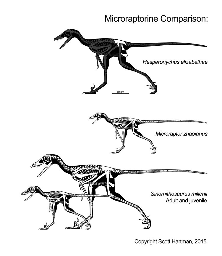 Hesperonychus Skeleton