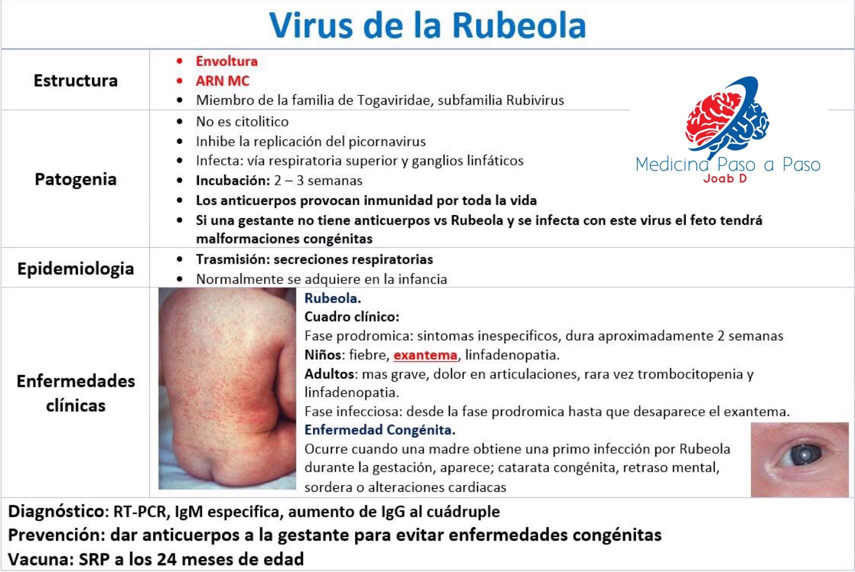 Estructura Del Virus De La Rubeola