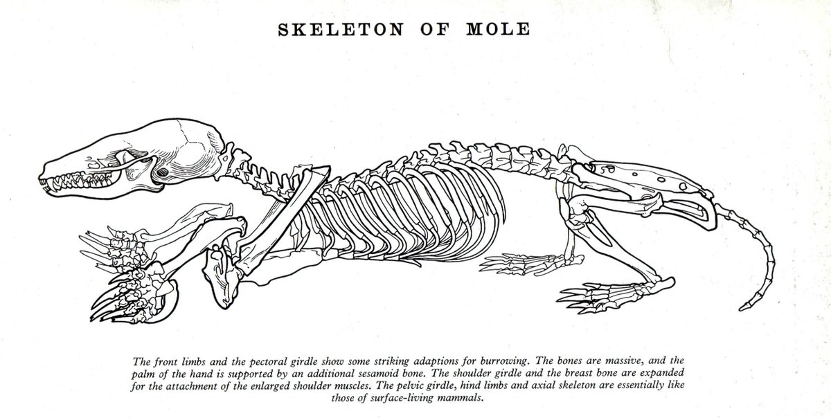 Mole Diagram Mole Diagram