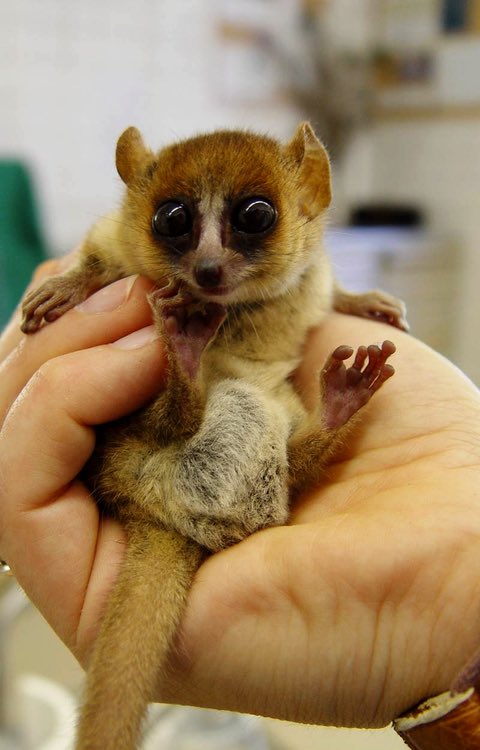 Baby Pygmy Mouse Lemur