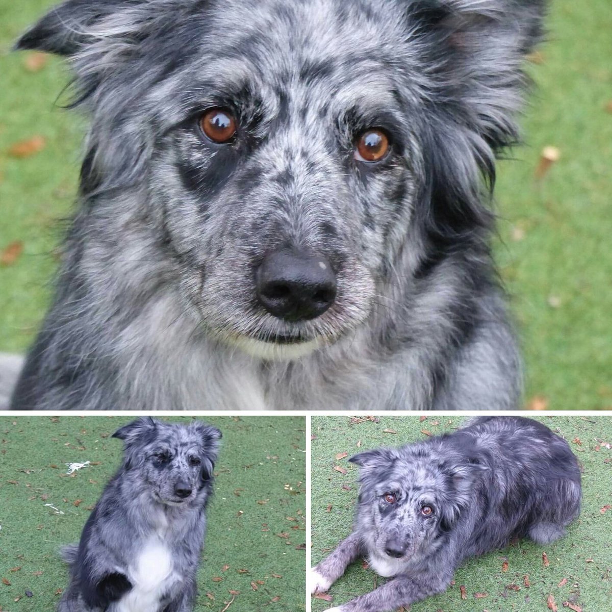 Are Border Collies Spotted