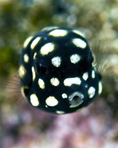 Baby Boxfish