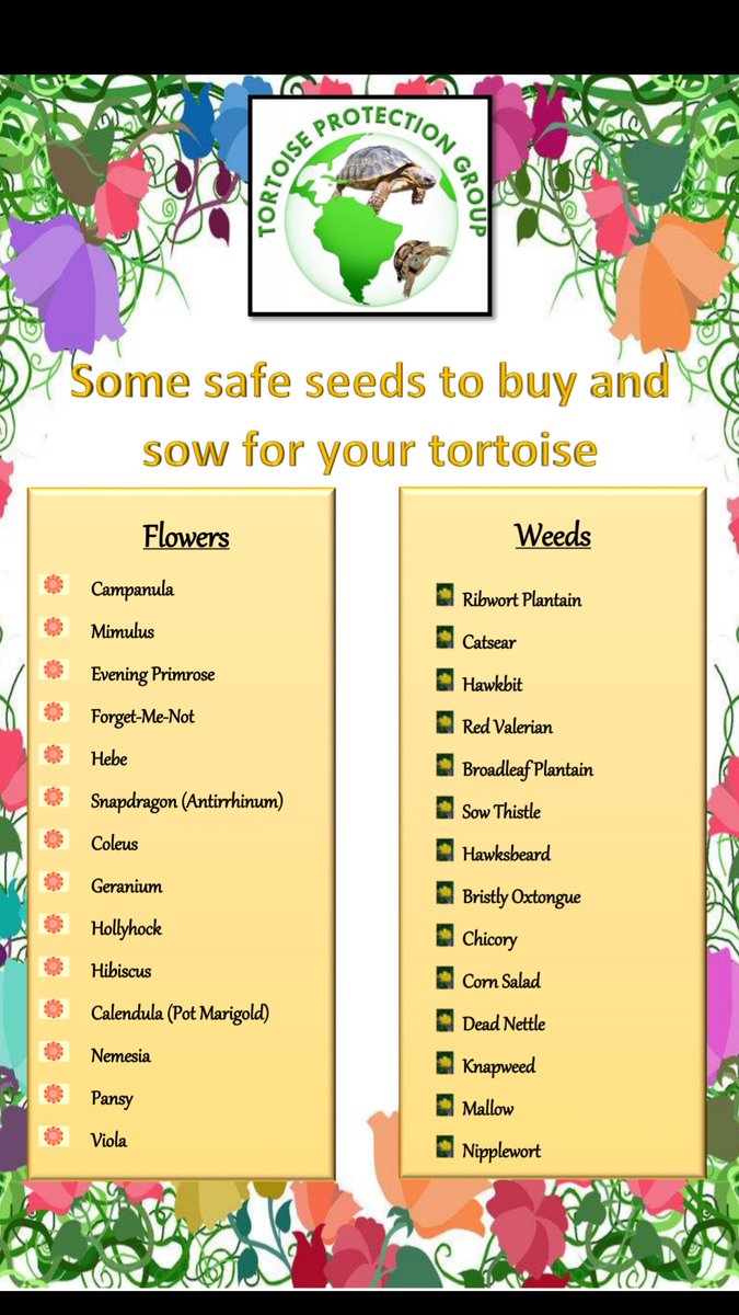 Indian Tortoise Food List