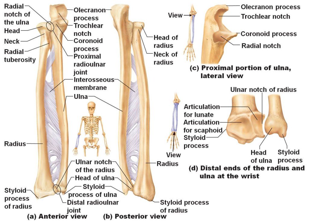Right Radius And Ulna Anterior View