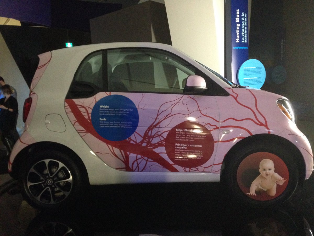 Blue Whale Heart Car