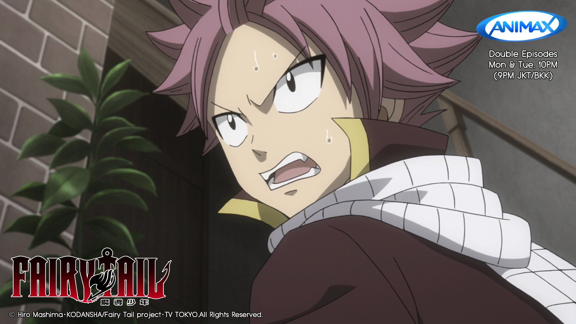 Animax Tv Fairy Tail