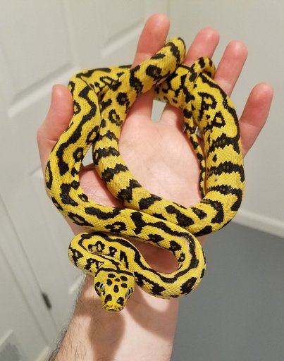 Jungle Jaguar Carpet Python