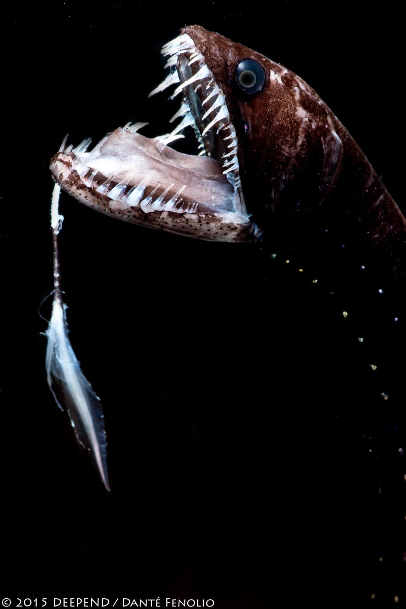Barbeled Dragonfish