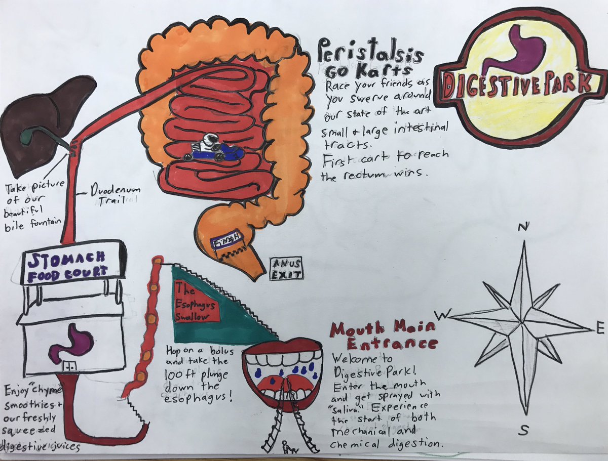Digestive System Roller Coaster Design