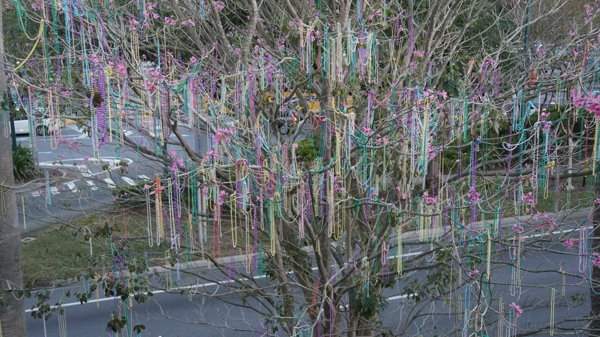 Mardi Gras Beads In Trees