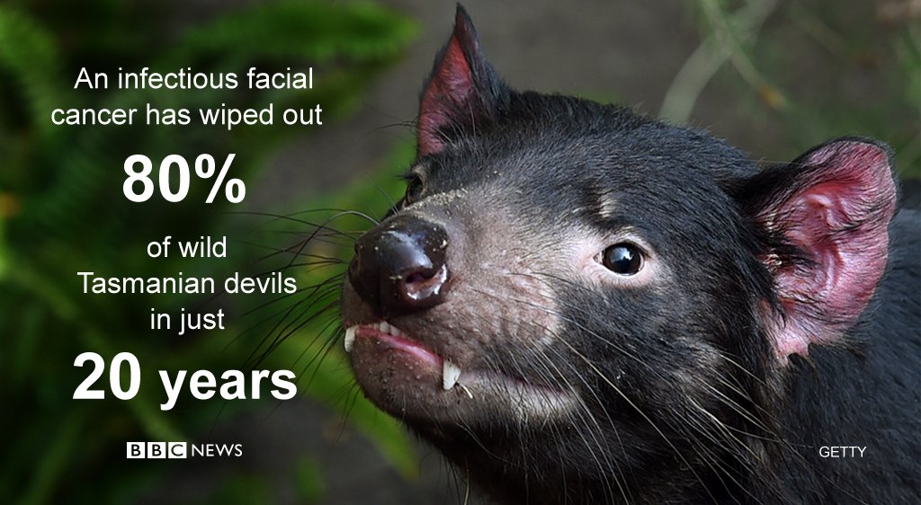 Hopeful news for Tasmanian devils as scientists discover potential ... Hopeful news for Tasmanian devils as scientists discover potential ...