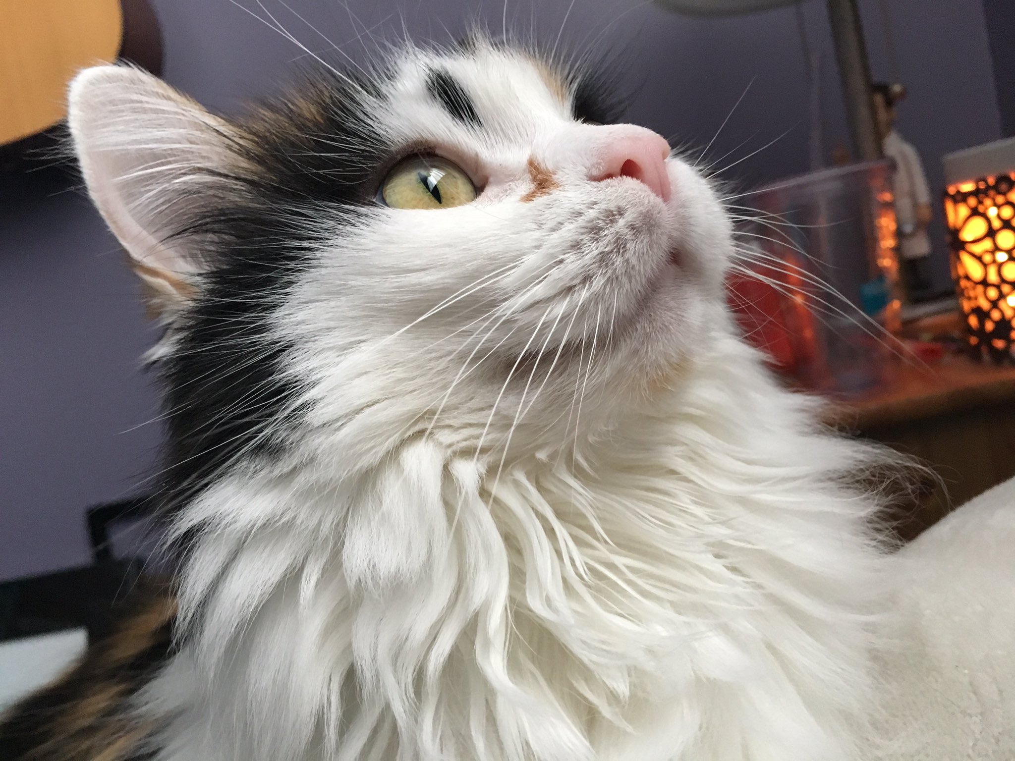 Don Bradshaw on Twitter: "Even kitty has #Brier2017 fever. Can't take her eyes off @TeamGushue ...