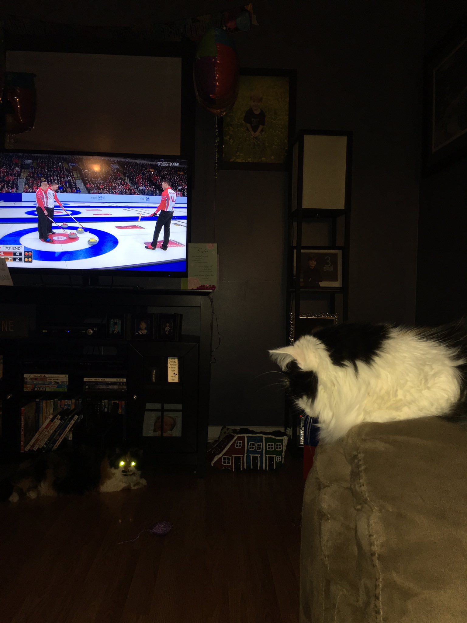 Don Bradshaw on Twitter: "Even kitty has #Brier2017 fever. Can't take her eyes off @TeamGushue ...