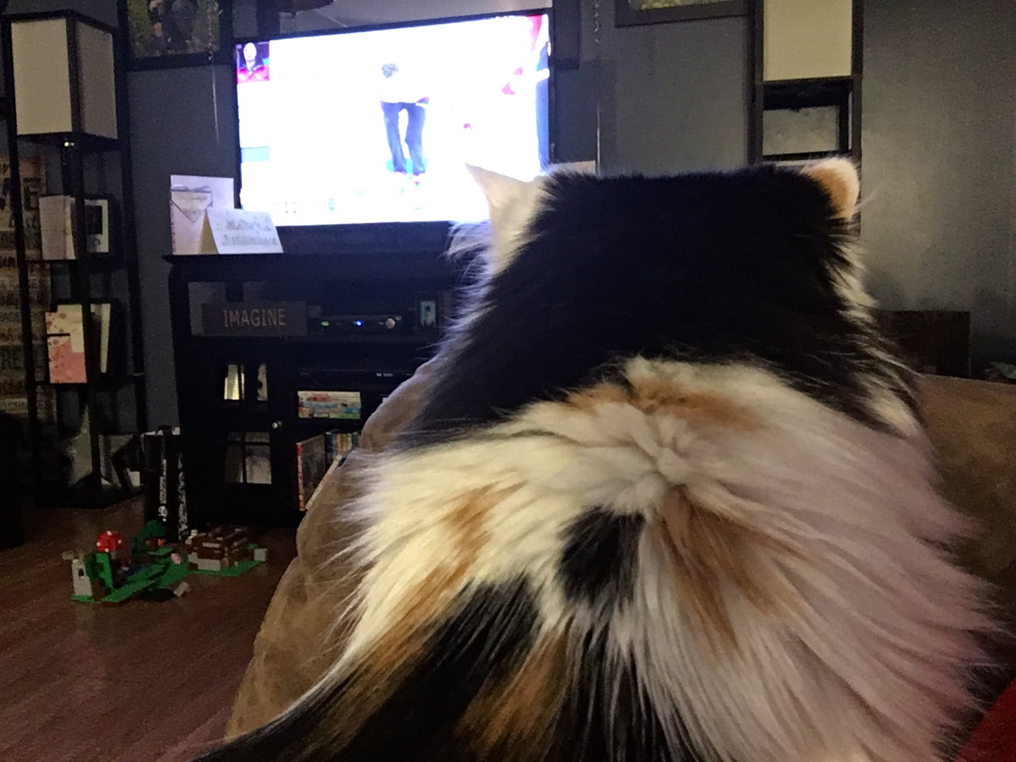 Don Bradshaw on Twitter: "Even kitty has #Brier2017 fever. Can't take her eyes off @TeamGushue ...