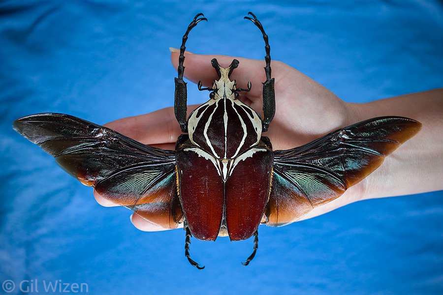 Goliath Beetle Wings