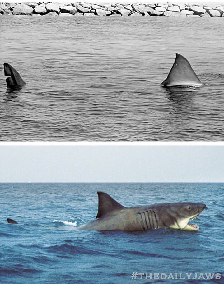 Jaws 1975 Fin