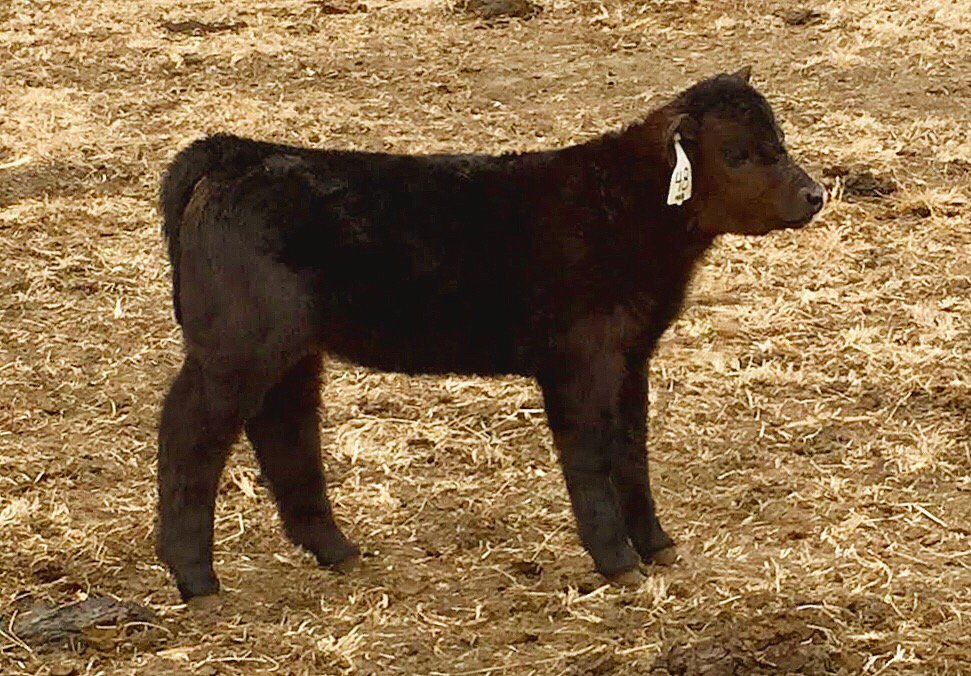 RCC Blog: MAB Heifer Raised By Mittag Show Cattle!!