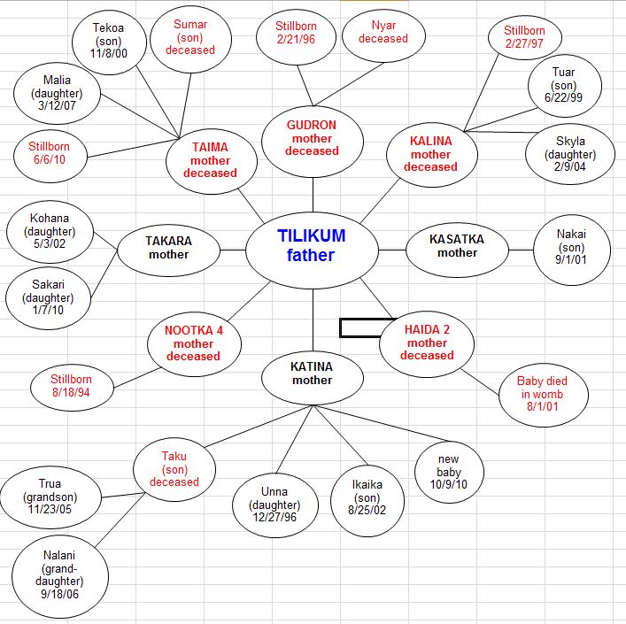 Seaworld Tilikum Family Tree