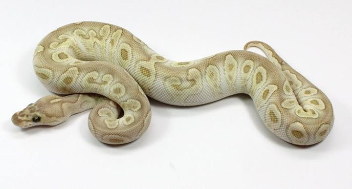 Lesser Clown Ball Python