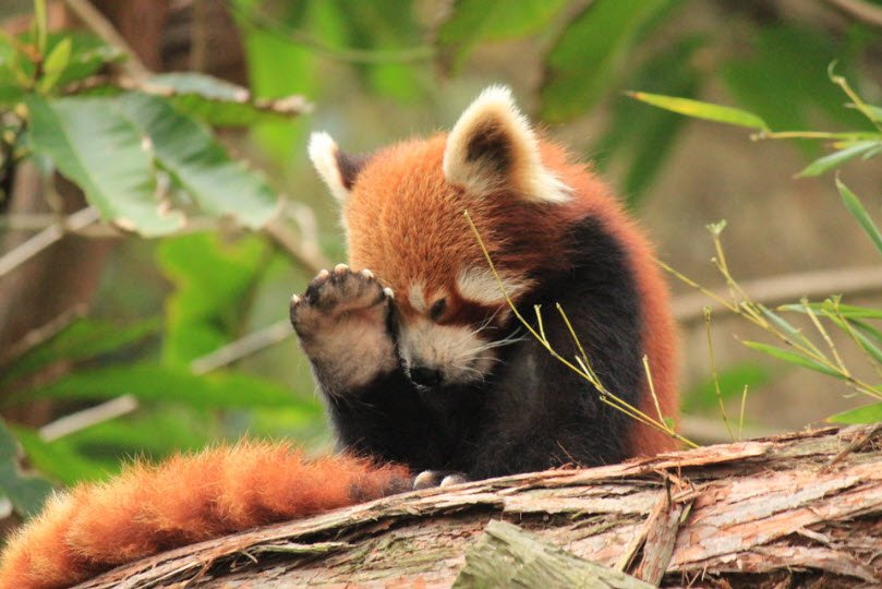 Red Panda Paws