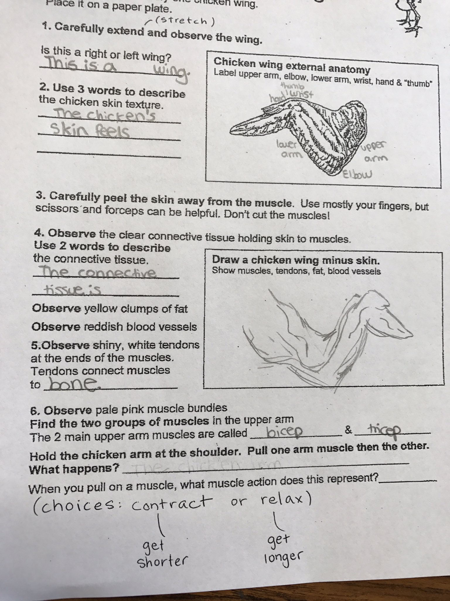 Chicken Wing Dissection Drawing