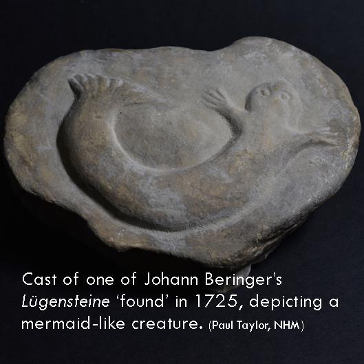Real Mermaid Fossils