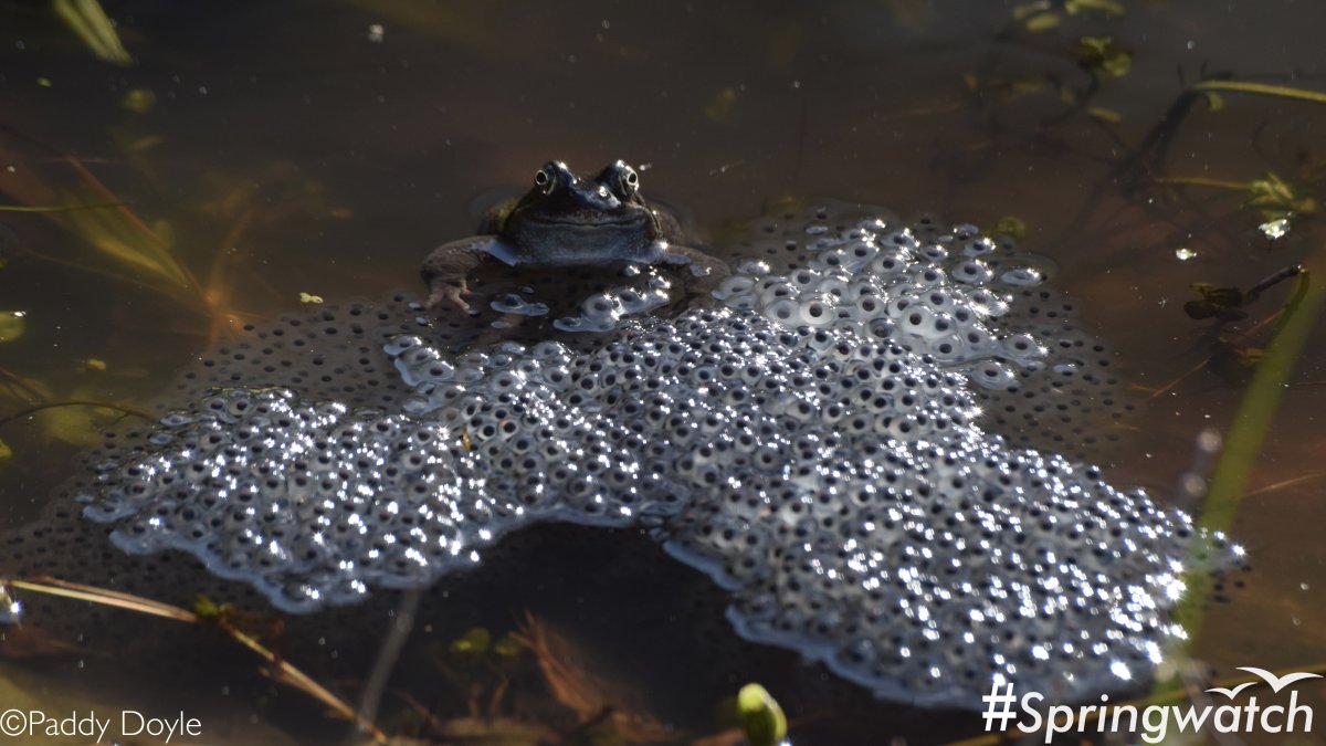 Proud frog! Your frogspawn pics have been coming in thick and fast, we ...