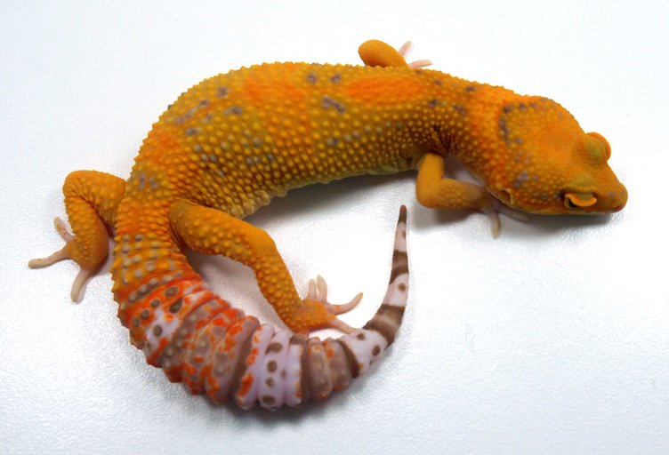Firewater Leopard Gecko