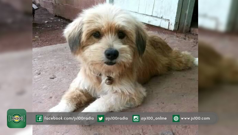 JS100 on Twitter: "สุนัขหายในปั๊ม ปตท. จ.เลย ผู้ใดพบเห็นแจ้งจส.100 โทร *1808 หรือ 1137 https://t ...