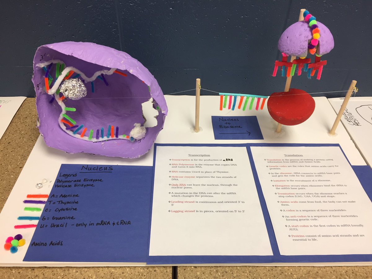 Protein Synthesis Model Project