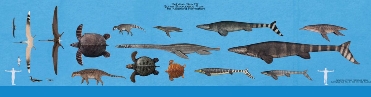 Tylosaurus Size