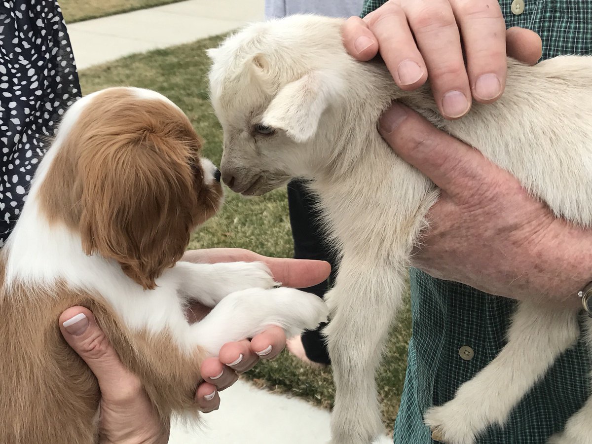 Baby Goat And Puppies