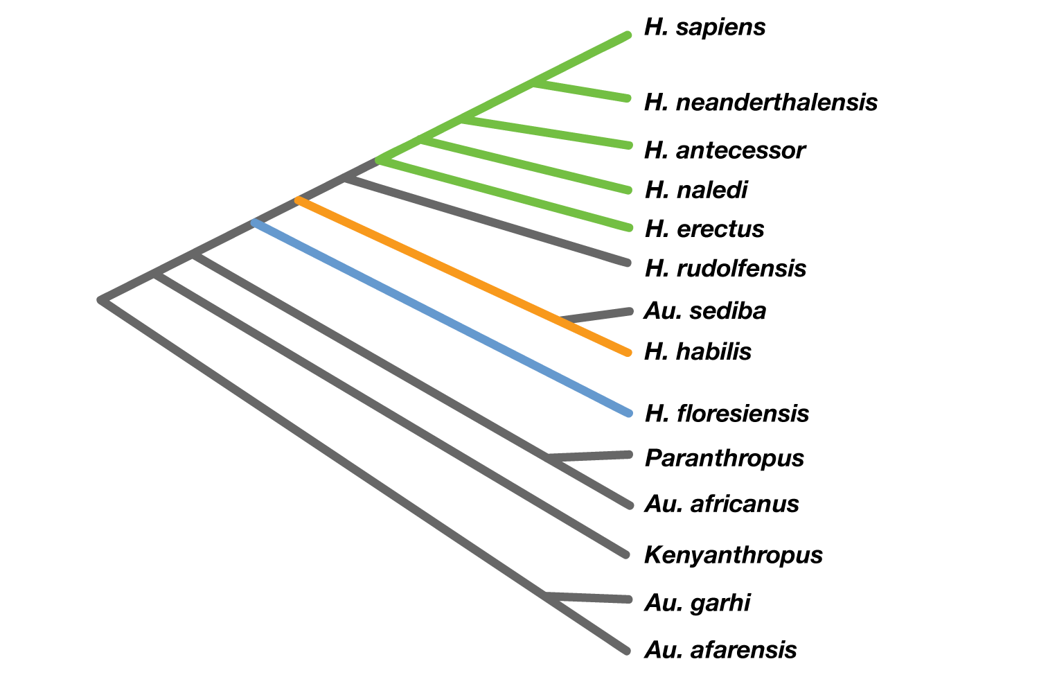 Phylogenetic Tree Of Homo Sapiens