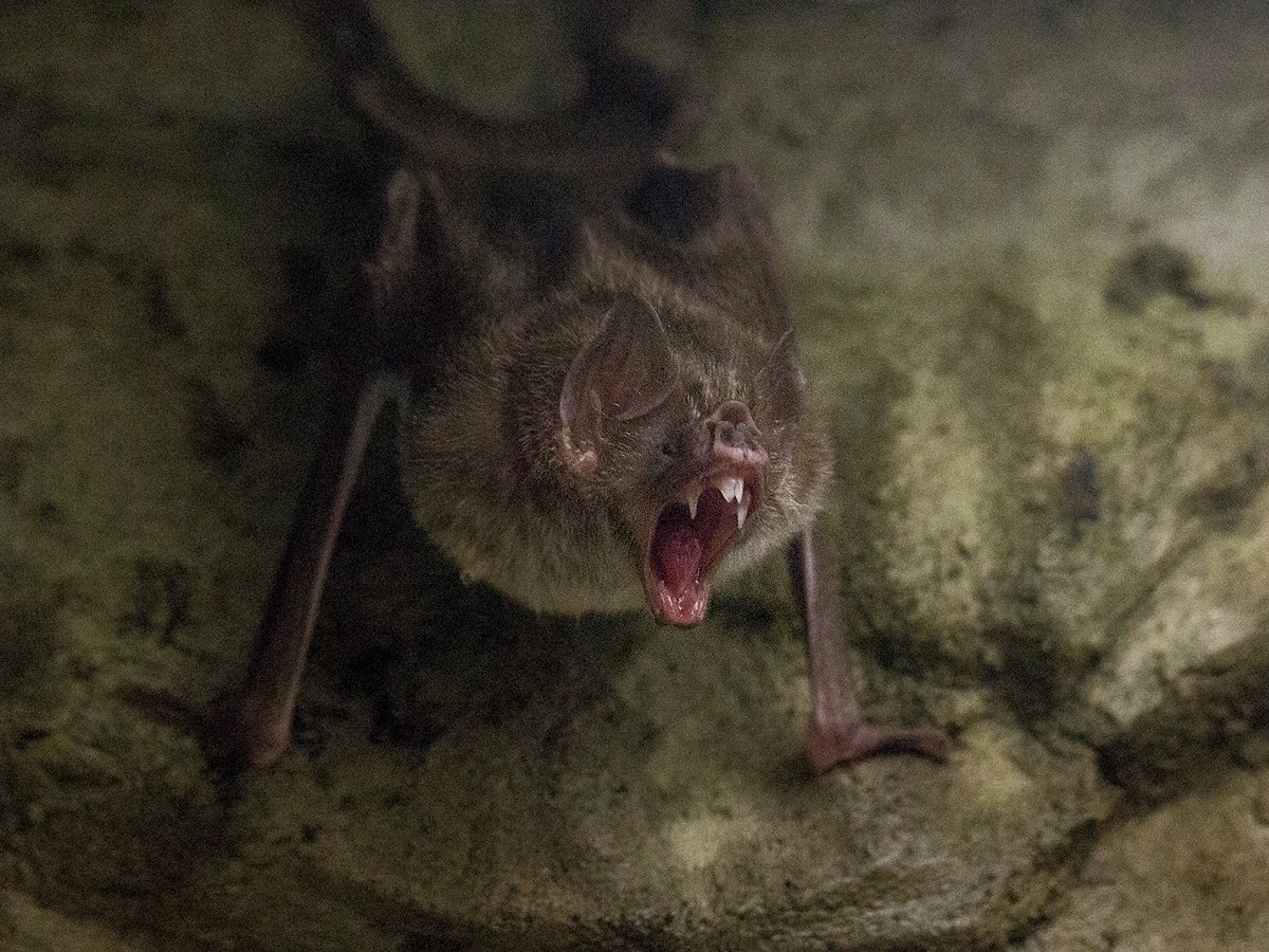 Vampire Bats Walking