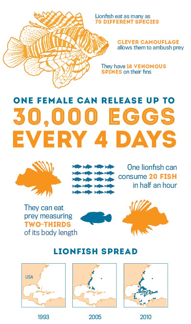 BBC Focus Magazine on Twitter: "🐠 | Invasive #lionfish are wreaking ...