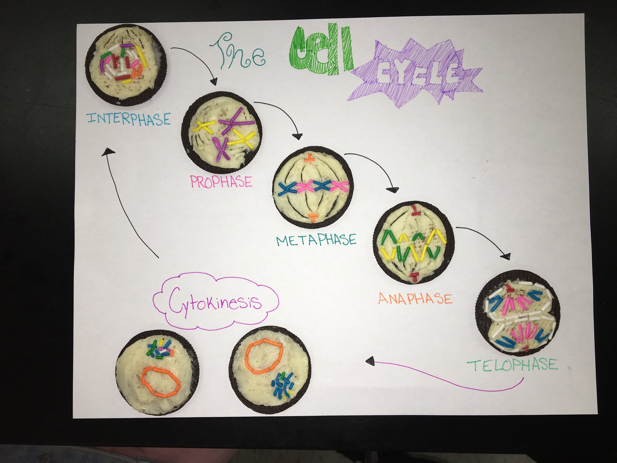 Cell Cycle Project Ideas