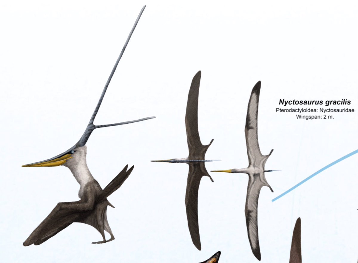 Nyctosaurus Gracilis