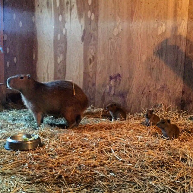 Fugitive Toronto capybaras ‘Bonnie and Clyde’ give birth to triplets ...