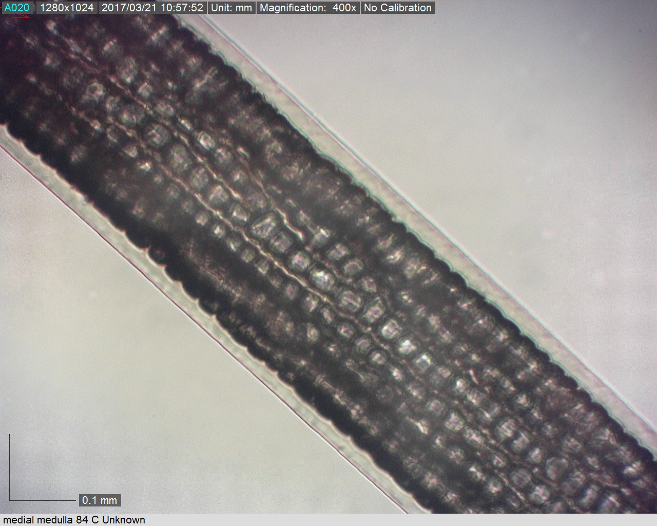 Rabbit Hair Microscope