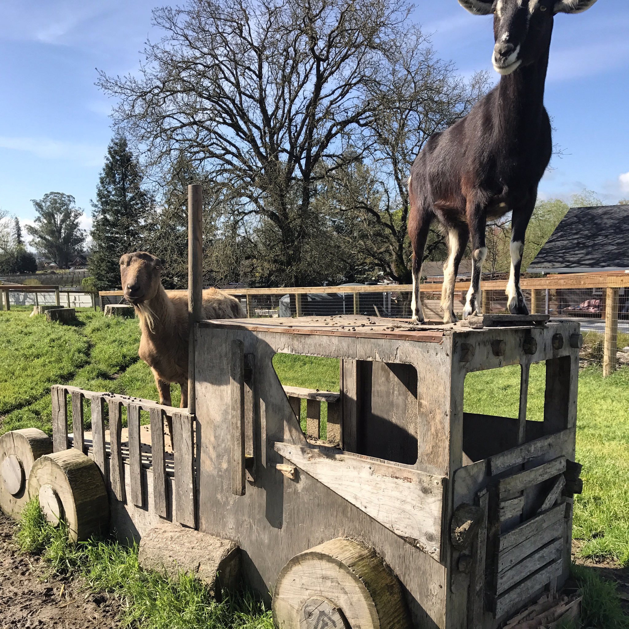 Goat Playground Structures Pack Goat Play Structure
