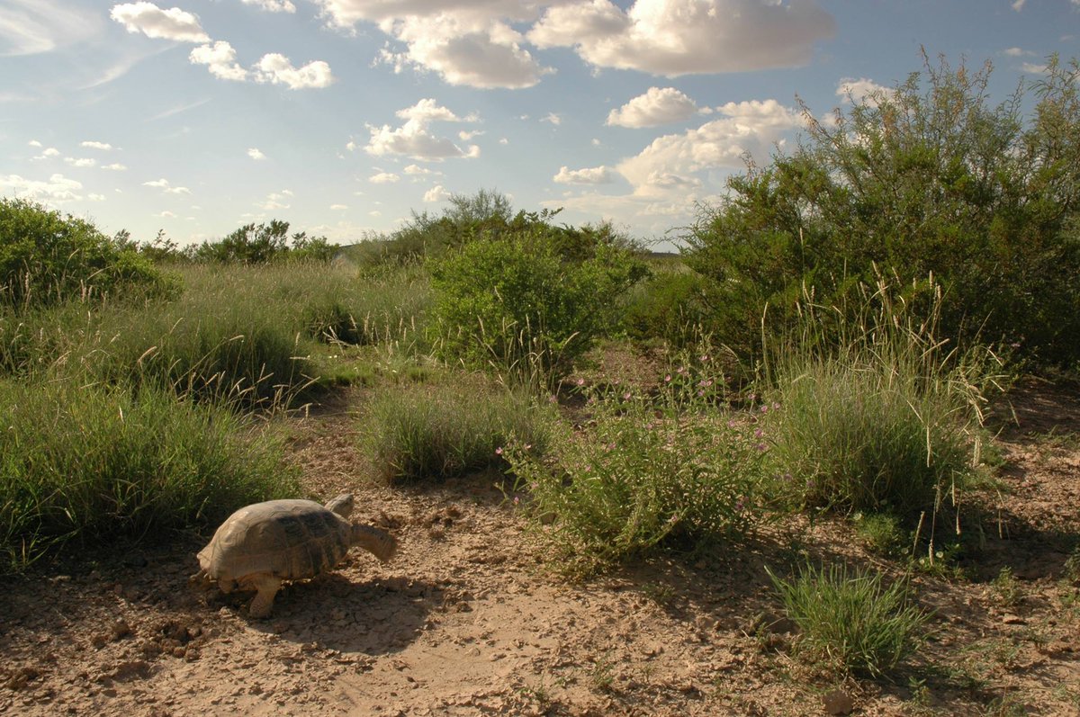 Mapimí: La RB Mapimí protege a la tortuga del Bolsón (Gopherus ...